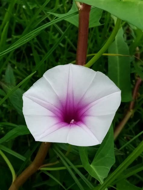 How To Grow Ipomoea Aquatica Earthone