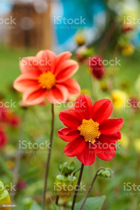 밝은 빨간색 또는 분홍색 또는 산호 달리아 꽃으로 아름 다운 Bokeh 배경 놀라운 다채로운 꽃 자연 정원 0명에 대한 스톡