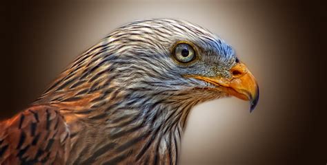 Free Images Wing Animal Fly Wildlife Beak Eagle Hawk Feather