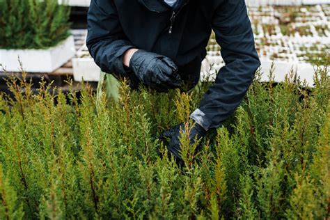 Kashmir Cypress Lot Of 30 Tree Seedlings The Jonsteen Company