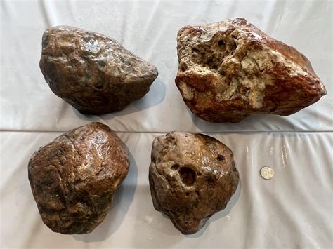Silicified Fossils Questions In Comments Rpaleontology Silicified Fossils Questions In Comments Rpaleontology