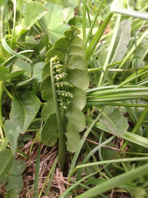 Botrychium lunaria | Ferns and Lycophytes of the World