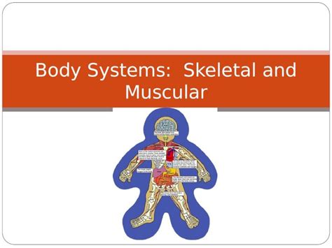 Ppt Body Systems Skeletal And Muscular Levels Of Organization