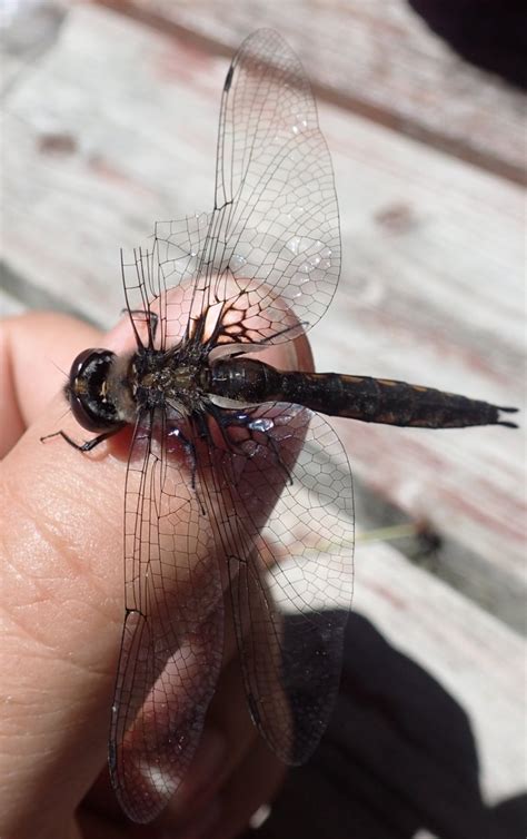 Common Baskettail Dragonfly The Backyard Arthropod Project