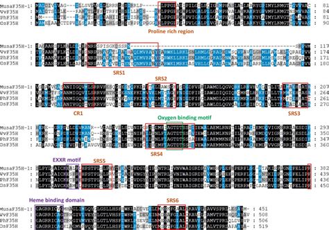Amino Acid Sequence Analysis Of Musaf3′5′h 1 Conserved Motifs In