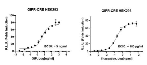 Giprcre Luciferase Reporter Hek293 Cell Line Bps Bioscience