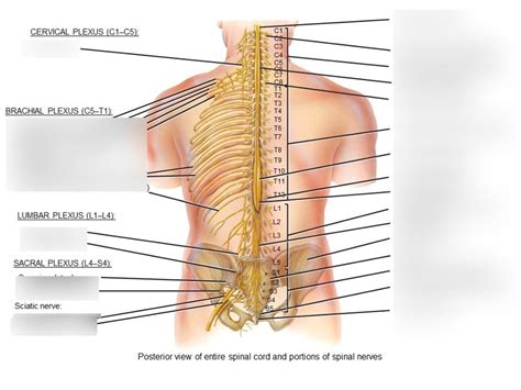 Plexus With One Nerve And Spinal Cord Diagram Quizlet