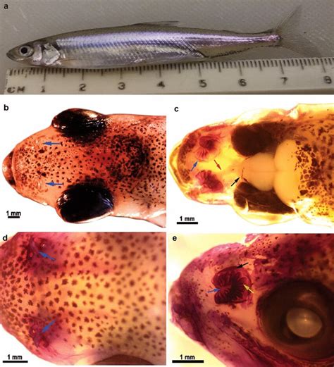 Gross Morphology Of The Delta Smelt Olfactory Rosette And Main