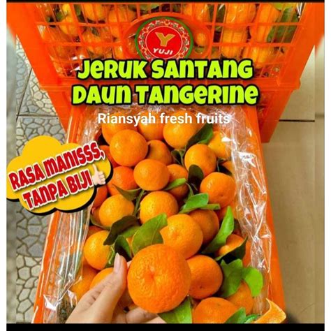 Jual Jeruk Santang Daun Buah Birma Shopee Indonesia