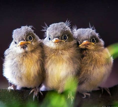 30 Pics Of Birds Cuddling Together For Warmth Will Melt Your Heart