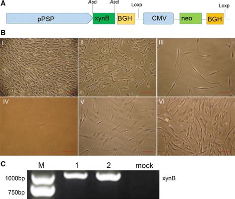 Construction Of Transgenic Plasmid And Screening Of Transgenic Cells A