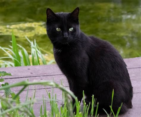 Chatons Noirs Aux Yeux Dorés