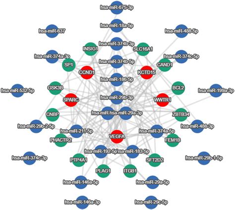 Network Visualisation Of The Interaction Between The 15 Identified