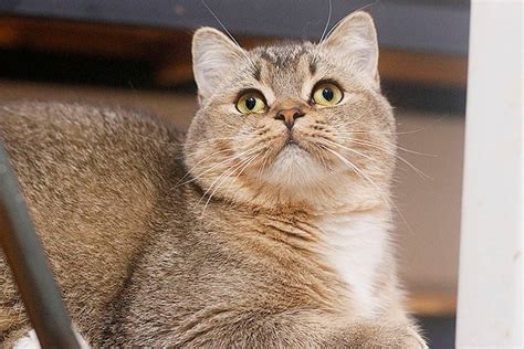 안산고양이분양 브리티쉬 숏헤어 남아 분양합니다 네이버 블로그