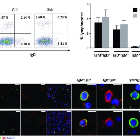 Mucosal Igd Igm B Cells Have Low Surface Mhc Ii Expression Compared