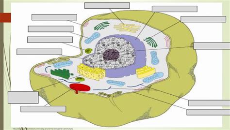 Cell Membranes Transport Osmosis Diagram Quizlet