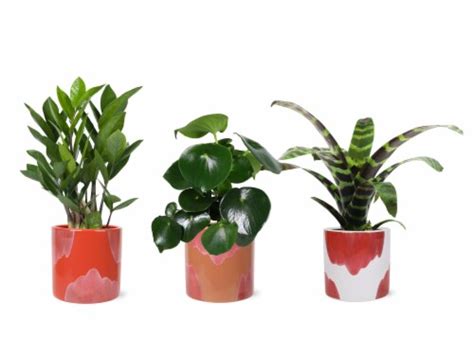 Signature Foliage Collection Ceramic Potted Plant Assorted 5 Inch