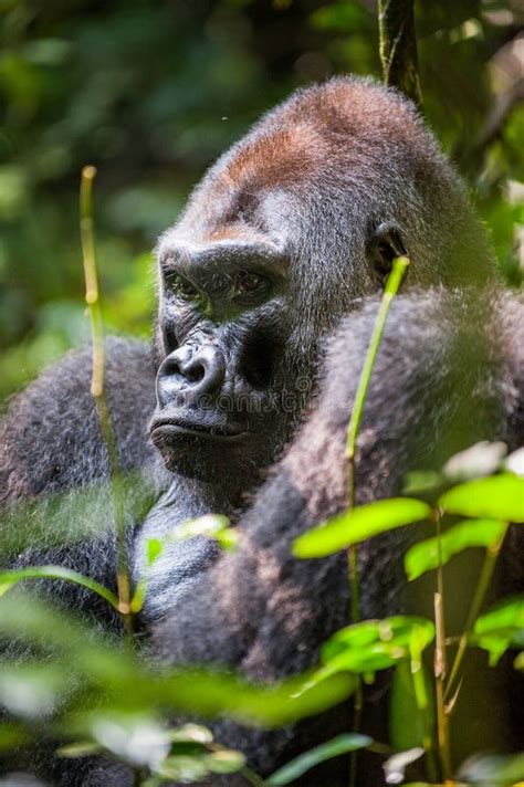 Portret Van Dichte Omhooggaand Westelijke Van De Laaglandgorilla De