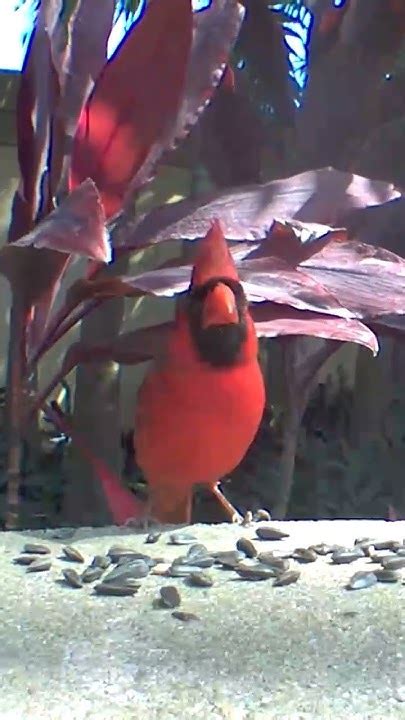 Cardinal Hitting The Stage Youtube