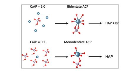 Basic Calcium Phosphate Crystals