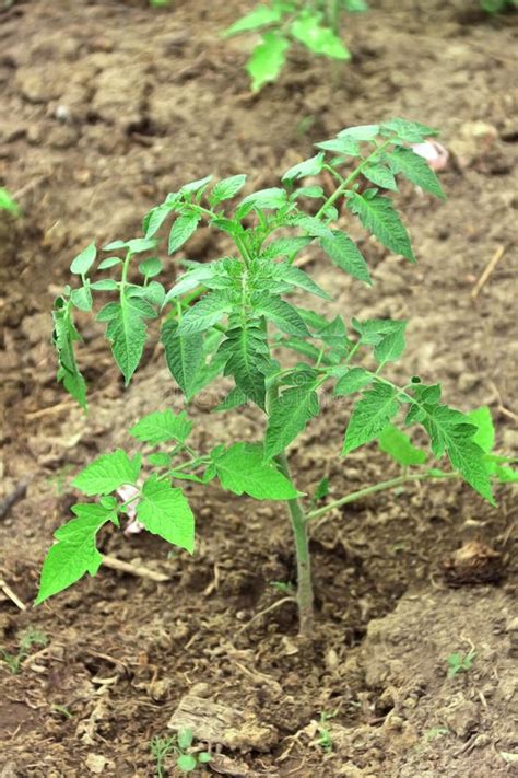 Jonge Tomatenplant Het Kweken Van Tomaat In Tuin Stock Afbeelding
