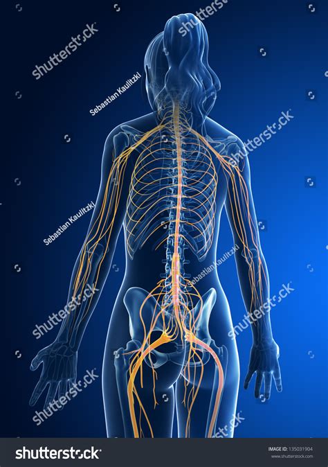 3d Rendered Medical Illustration Female Nerves Stock Illustration