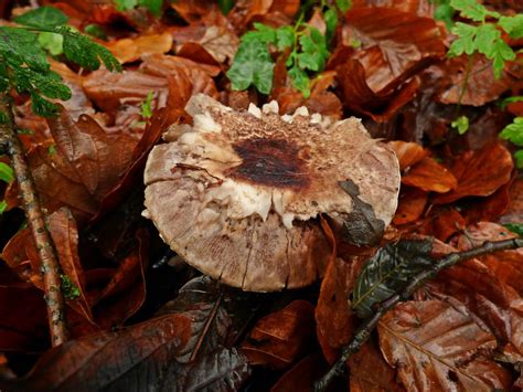 Setas Y Hongos De Tineo Agaricus Impudicus Rea Pilát