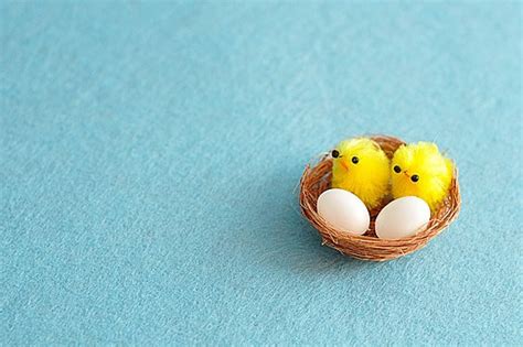 바위가 많은 바위에 서있는 아기 병아리 귀여운 아기 닭인 아기 병아리 고화질 사진 사진 새 배경 일러스트 및 사진 무료 다운로드 Pngtree