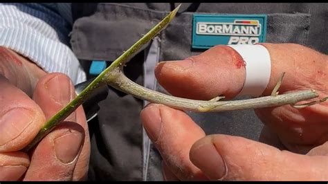 4 ΜΠΟΛΙΑ ΑΠΟ ΕΝΑ ΚΛΑΔΙ ΕΛΙΑΣ Youtube