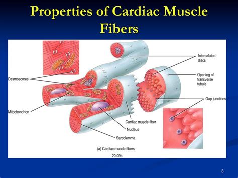 Cardiac Muscle Structure