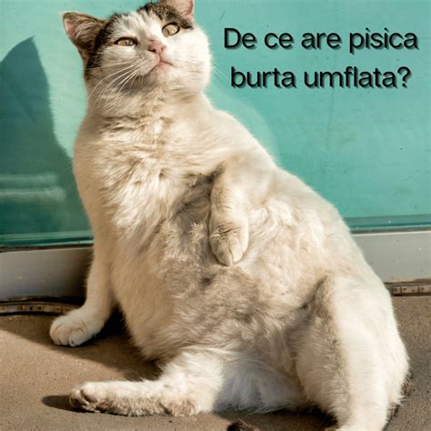 De Ce Are Pisica Burta Umflata Veterinar La Domiciliu Bucuresti