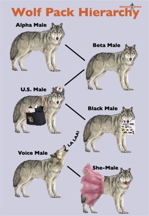 Wolf Pack Hierarchy Myconfinedspace