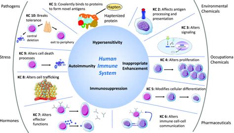 Consensus On The Key Characteristics Of Immunotoxic Agents As A Basis