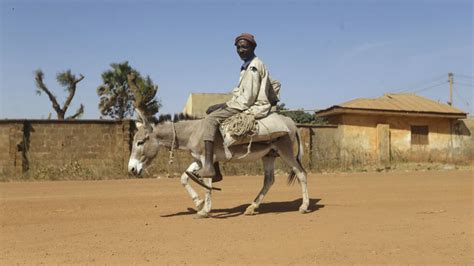 نیجریه از قاچاق هزاران اندام تناسلی خر جلوگیری کرد