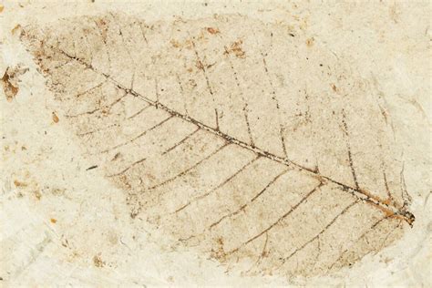 1 6 Fossil Leaf Alnus France 254305 For Sale