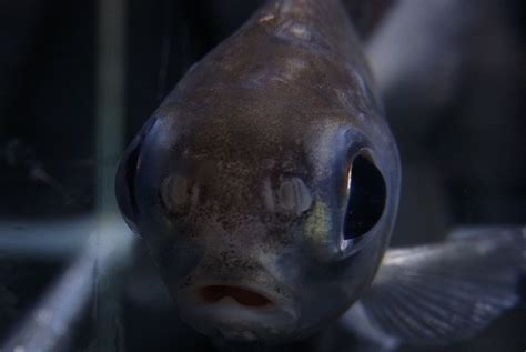 初入荷！！ミクラカンサスバルブamblyrhynchichthys Micracanthus 株式会社リオ｜熱帯魚、淡水魚、海水魚