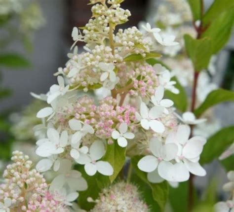 Solve Hydrangea Paniculata Aka Confetti Jigsaw Puzzle Online With 30 Pieces