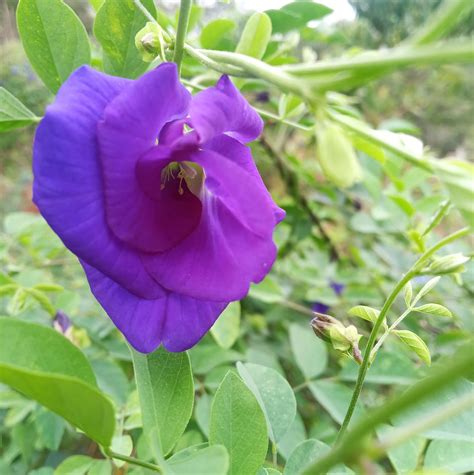 Hoa đậu Biếc Sạch Nhà Trồng Loc Ninh