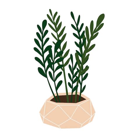 Premium Vector Zamioculcas In The Geometric Pot Room Plants For Decor