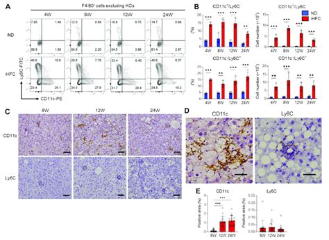 The Ihfc Diet Accumulates Two Types Of Recruited Macrophage Subsets