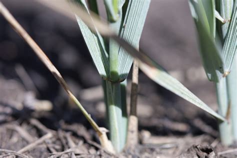 Western Wheatgrass Project Plant Id