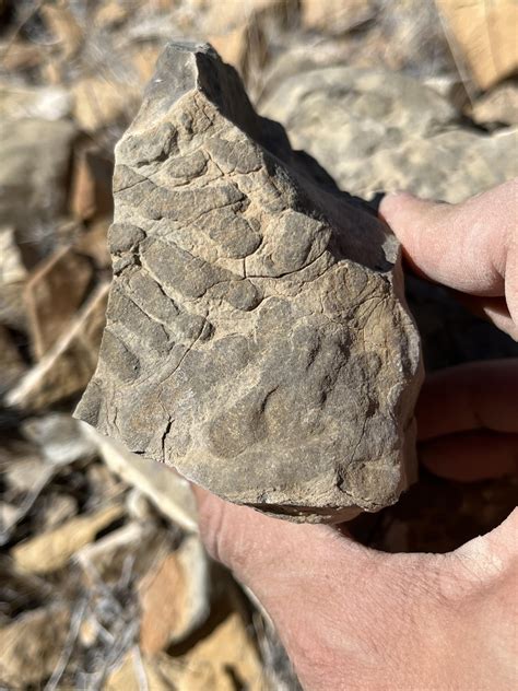 Worm Fossil Rfossilid