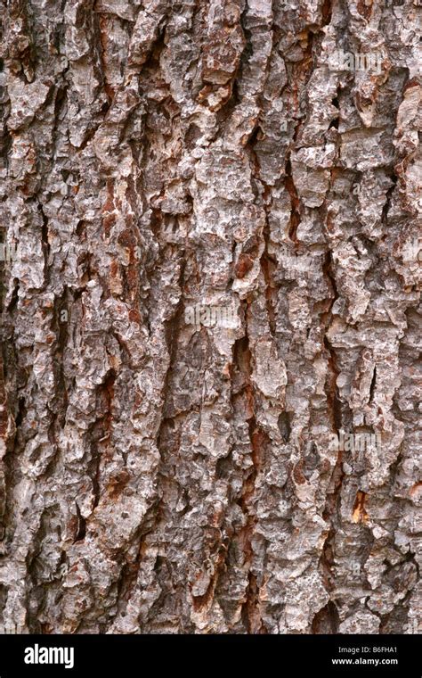 Bark Pattern Abstract In Colour Stock Photo Alamy