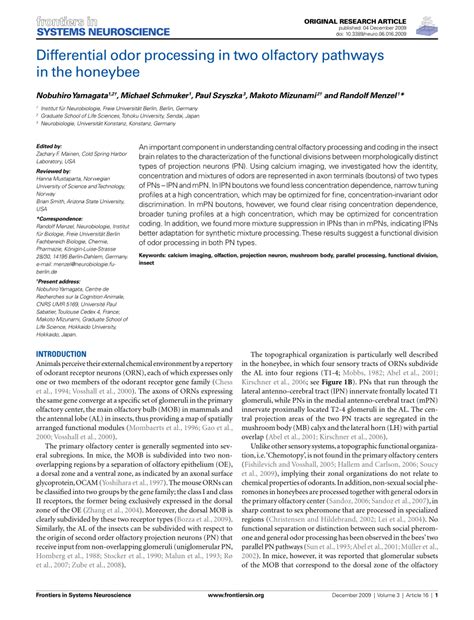 Pdf Differential Odor Processing In Two Olfactory Pathways In The Honeybee