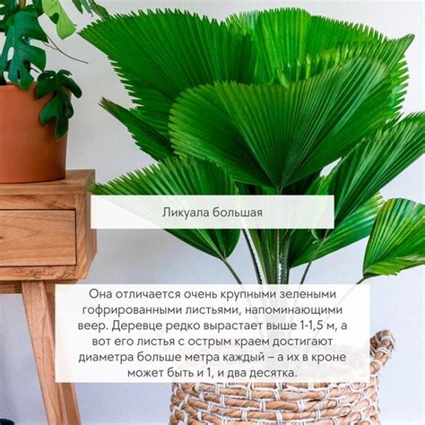 5 комнатных растений с большими листьями華 Есть множество вариантов превратить ваш дом в