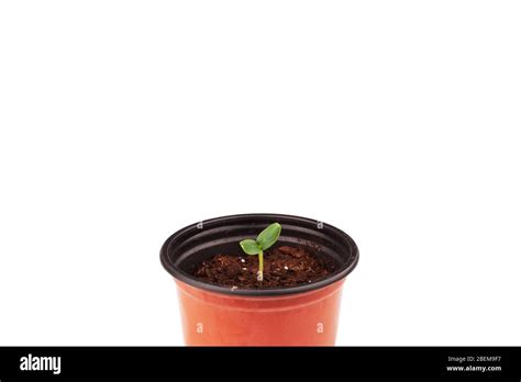 Seedling In A Pot On A White Background Stock Photo Alamy
