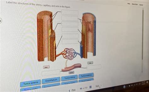 Label The Structures Of The Artery Capillary And Vein In The Figure 3 A Tunica Externa Tunica