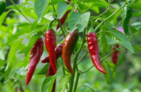Langkah Cara Menanam Cabe Rawit Dengan Mudah Di Pot Dan Polybag Sariling Agriculture