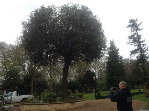 Tree Height Reduction Arborescence Tree Care