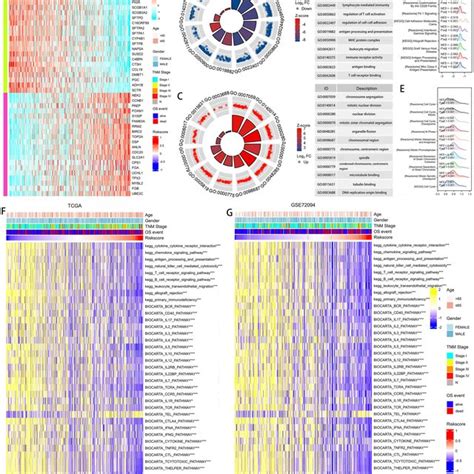 Identification Of Dc Marker Genes Using Sc Rna Sequencing A Umap Plot
